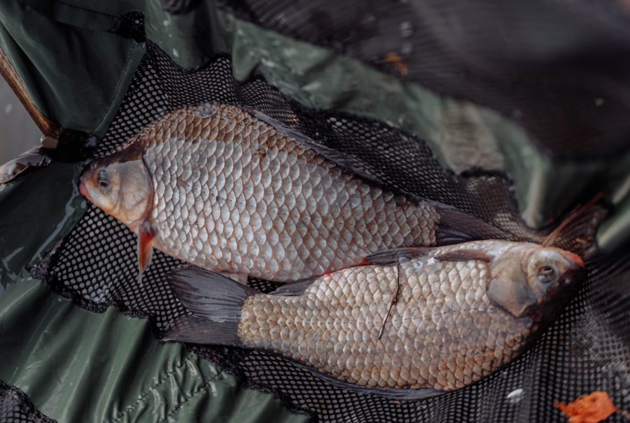 Pradžia - Išlaužo žuvis